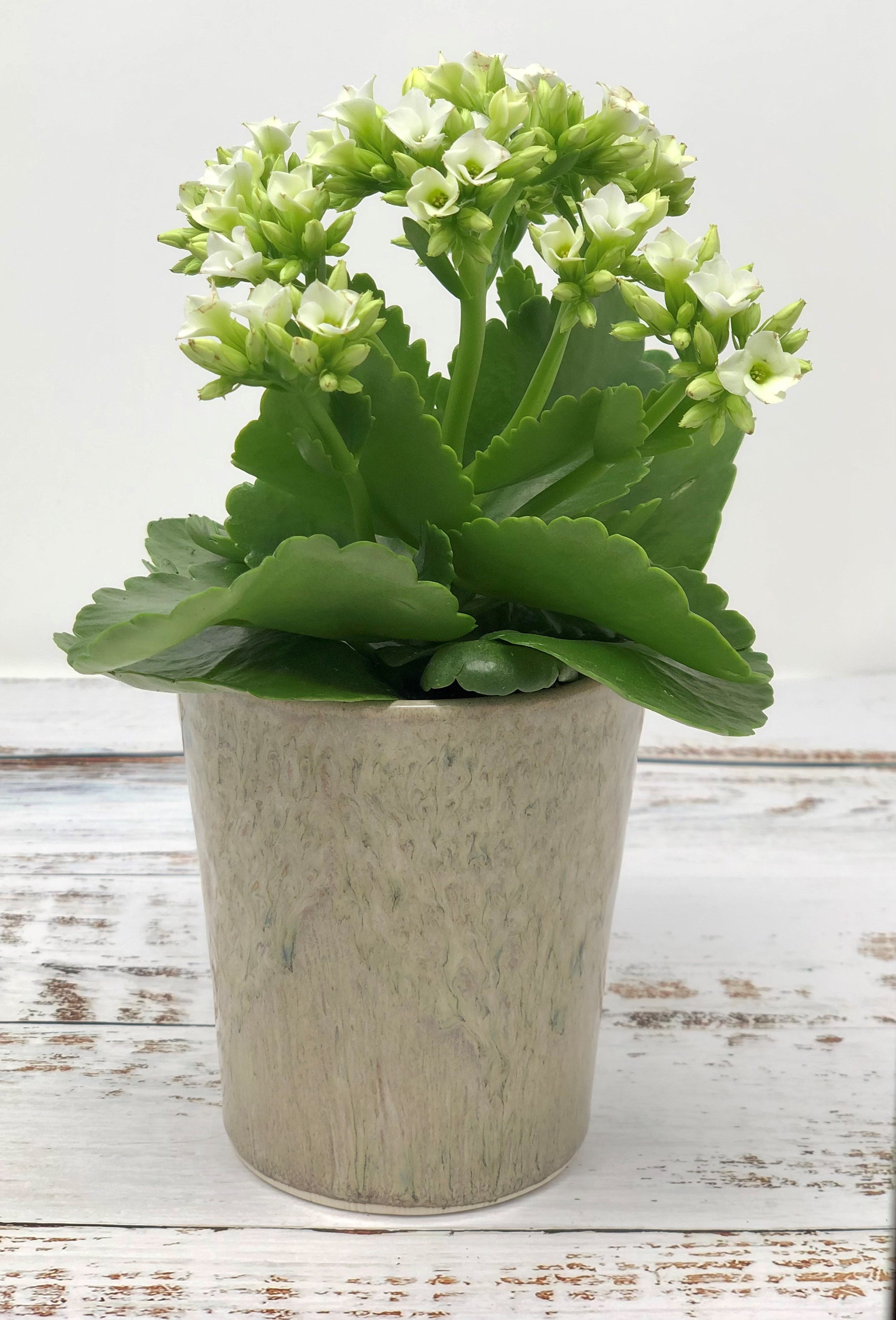 The Hopper Pot - Meadow – Clayton Pottery